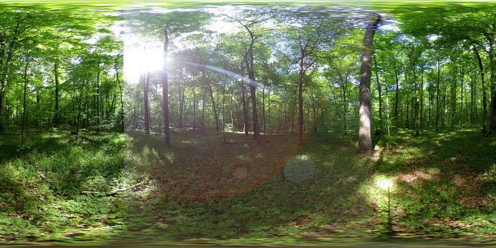 360 Forest Images – Browse 12,024 Stock Photos, Vectors, and Video ...