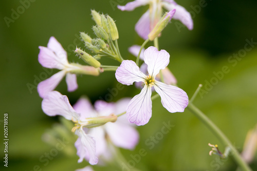 Four Petal Purple Flower | Best Flower Site