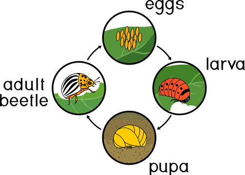 รูปภาพHemimetaboly – เลือกดูภาพถ่ายสต็อก เวกเตอร์ และวิดีโอ223 | Adobe ...