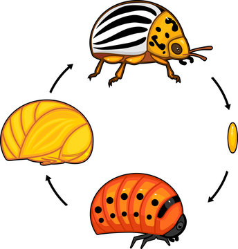 รูปภาพHemimetaboly – เลือกดูภาพถ่ายสต็อก เวกเตอร์ และวิดีโอ114 | Adobe ...
