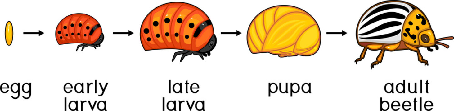รูปภาพHemimetaboly – เลือกดูภาพถ่ายสต็อก เวกเตอร์ และวิดีโอ114 | Adobe ...