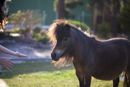 Poni Images – Browse 655 Stock Photos, Vectors, and Video | Adobe Stock