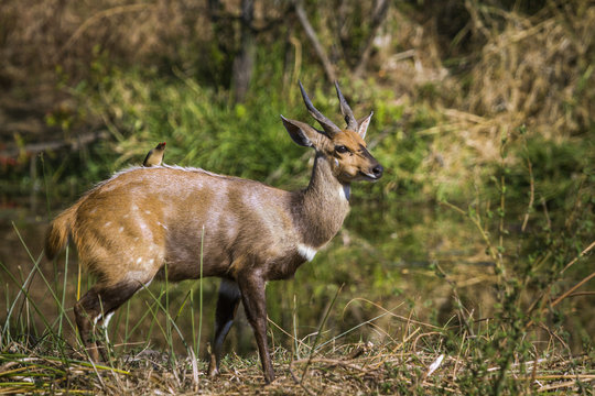 รูปภาพBushbuck – เลือกดูภาพถ่ายสต็อก เวกเตอร์ และวิดีโอ1,427 | Adobe Stock