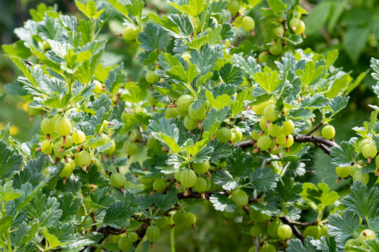 Goosegog Images – Browse 50 Stock Photos, Vectors, and Video | Adobe Stock