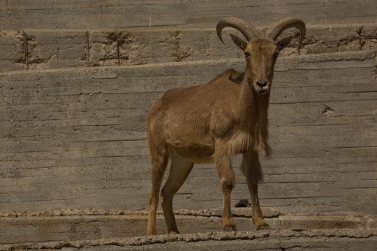 Waddan Billeder – Gennemse 279 stockfotos, vektorer og videoer | Adobe ...