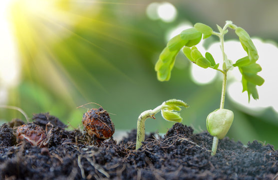 Seed Growing Into A Tree