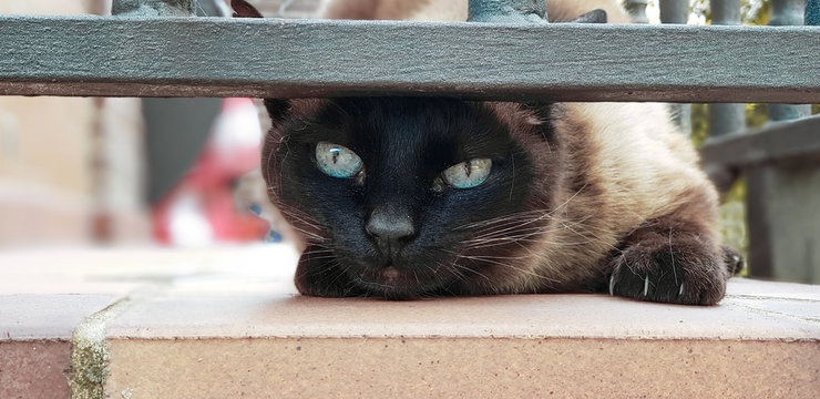 Ocico Images – Browse 59 Stock Photos, Vectors, and Video | Adobe Stock