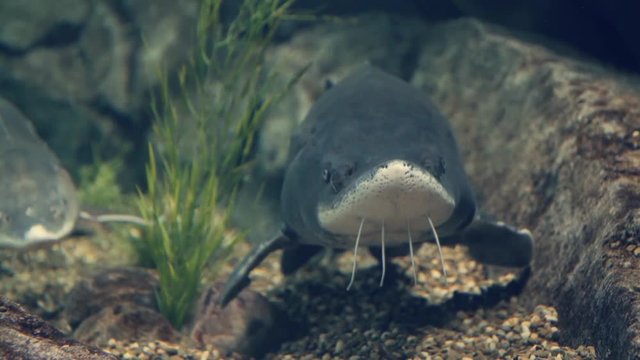 Black Bullhead Catfish Aquarium
