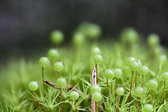 Apple-Moss Images – Browse 13 Stock Photos, Vectors, and Video | Adobe Stock