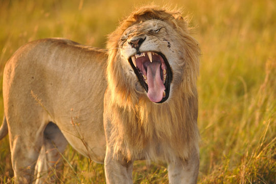 Rugir 이미지 – 찾아보기 1,209 스톡 사진, 벡터 및 비디오 | Adobe Stock