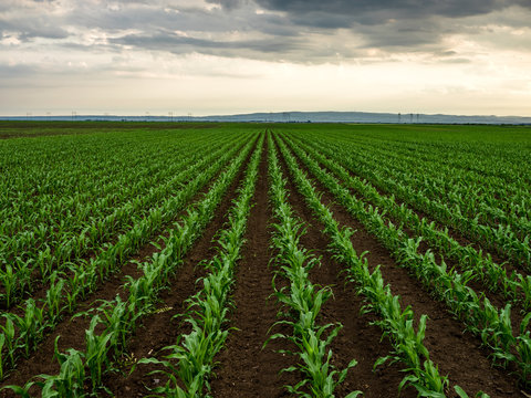 Farmlands Images – Browse 1,313,090 Stock Photos, Vectors, and Video ...