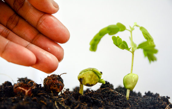 "Seed To Tree" Images – Browse 27 Stock Photos, Vectors, and Video ...