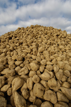 Betteraves Images – Browse 778 Stock Photos, Vectors, and Video | Adobe ...