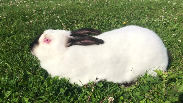 「Whiterabbit」の画像 - 12 件の Stock 写真、ベクターおよびビデオ | Adobe Stock