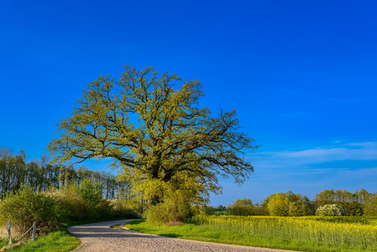 「Sommereiche」の画像 - 143 件の Stock 写真、ベクターおよびビデオ | Adobe Stock