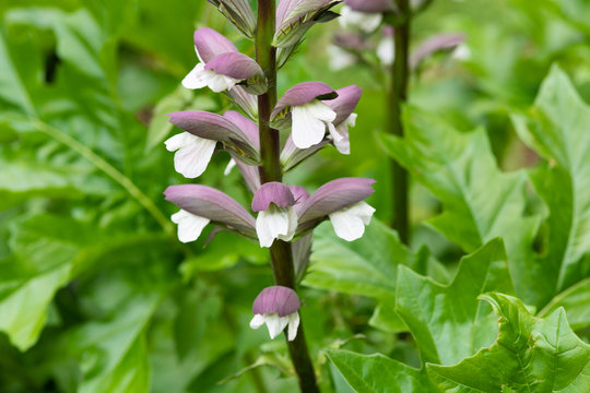 Acanto Immagini - Sfoglia 29,512 foto, vettoriali e video Stock | Adobe ...