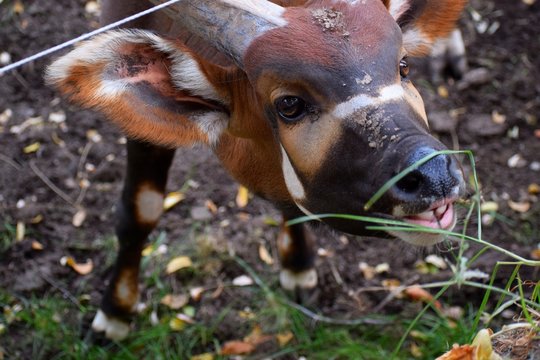 Cachos Images – Browse 376 Stock Photos, Vectors, and Video | Adobe Stock