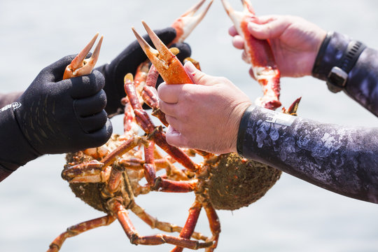 Butin 이미지 – 찾아보기 251 스톡 사진, 벡터 및 비디오 | Adobe Stock