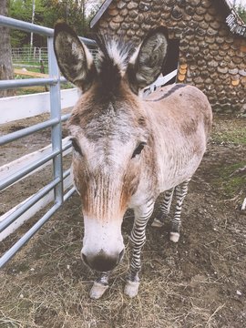 55 BEST Zonkey IMAGES, STOCK PHOTOS & VECTORS | Adobe Stock