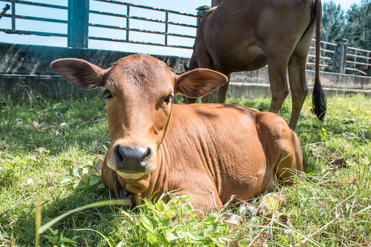 Baca Imagens – Procure 2,058 fotos, vetores e vídeos | Adobe Stock