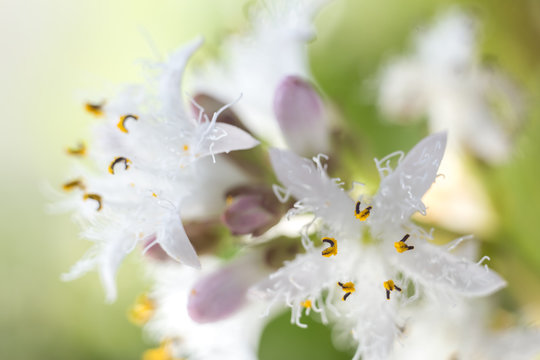 รูปภาพTrifola – เลือกดูภาพถ่ายสต็อก เวกเตอร์ และวิดีโอ83 | Adobe Stock