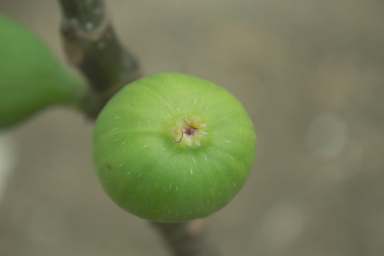 Figo Images – Parcourir 627 le catalogue de photos, vecteurs et vidéos ...