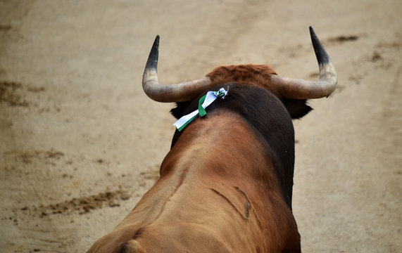 Bullfighting Images – Browse 32,508 Stock Photos, Vectors, and Video ...