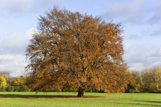 Buchenbaum Bilder – Durchsuchen 169,260 Archivfotos, Vektorgrafiken und ...