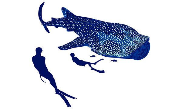 Butanding Images – Browse 1,945 Stock Photos, Vectors, and Video ...