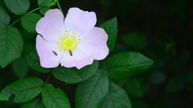 Elater Bilder – Durchsuchen 240 Archivfotos, Vektorgrafiken und Videos ...