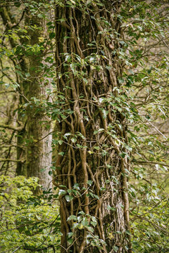 Irrel Bilder – Durchsuchen 207 Archivfotos, Vektorgrafiken und Videos ...