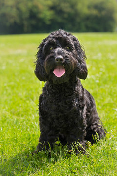 Black Cockapoo Full Grown