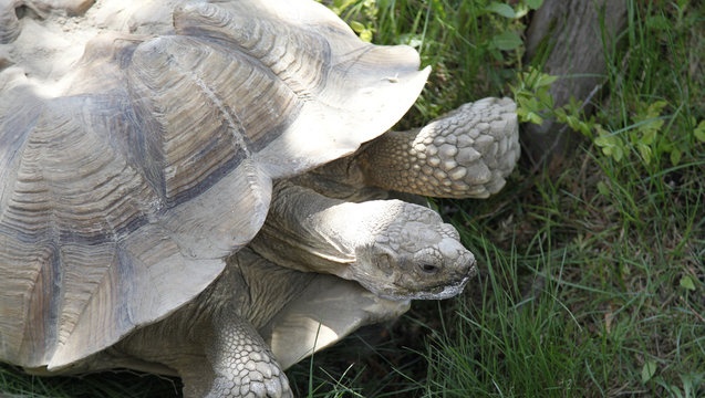 Flegme Images – Browse 56 Stock Photos, Vectors, and Video | Adobe Stock