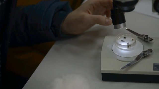 Zooplankton Images – Browse 4,753 Stock Photos, Vectors, and Video ...