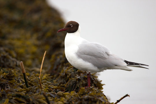 Pflock bilder – Bläddra bland 710 stockfoton, vektorer och videor ...