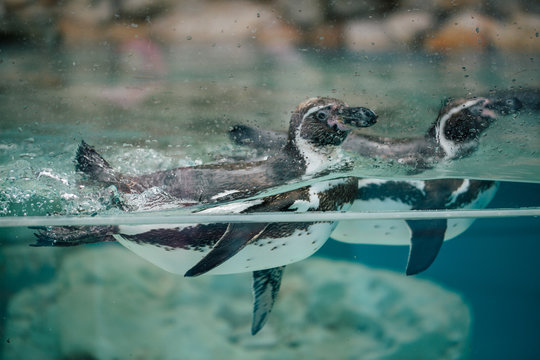 รูปภาพIlaty – เลือกดูภาพถ่ายสต็อก เวกเตอร์ และวิดีโอ69 | Adobe Stock