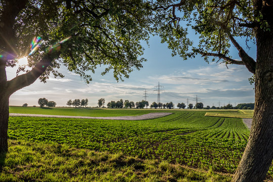 Bienentrachtpflanze Images – Browse 258 Stock Photos, Vectors, and Video | Adobe Stock