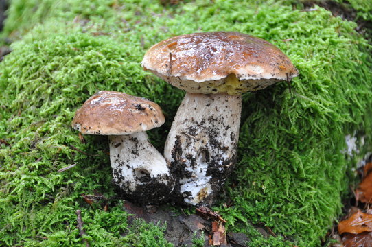 รูปภาพCepes – เลือกดูภาพถ่ายสต็อก เวกเตอร์ และวิดีโอ847 | Adobe Stock