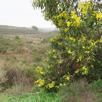 「Acacieae」の画像 - 776 件の Stock 写真、ベクターおよびビデオ | Adobe Stock