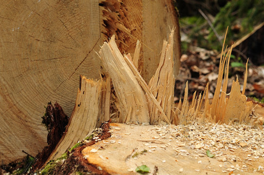 Splinters Billeder – Gennemse 94,064 stockfotos, vektorer og videoer ...