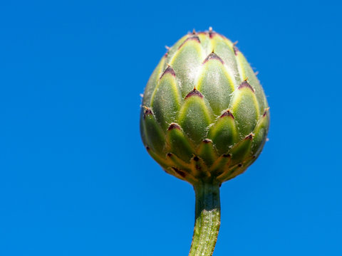 Imágenes de Escobajo: descubre bancos de fotos, ilustraciones, vectores ...