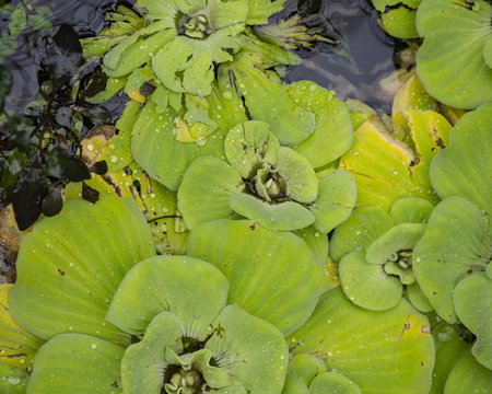 "Water Cabbage" Images – Browse 1,644 Stock Photos, Vectors, and Video ...