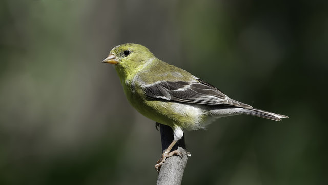 รูปภาพGranivore – เลือกดูภาพถ่ายสต็อก เวกเตอร์ และวิดีโอ2,308 | Adobe Stock