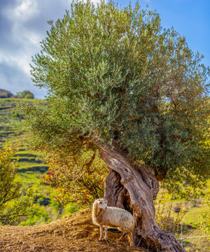 Geep Images – Browse 30 Stock Photos, Vectors, and Video | Adobe Stock