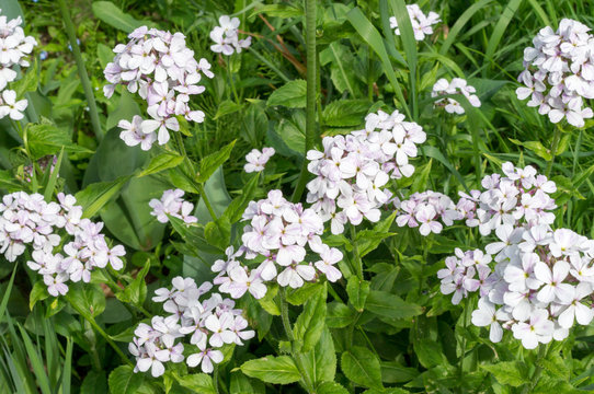 "Sweet Rocket" Images – Browse 1,189 Stock Photos, Vectors, and Video ...