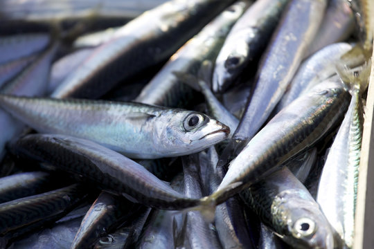 Spratto Images – Browse 3 Stock Photos, Vectors, and Video | Adobe Stock