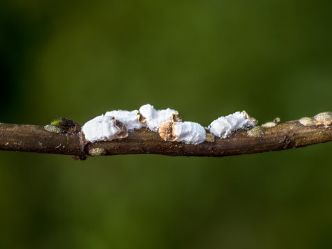 "Scale Insects" 影像 – 瀏覽 2,050 個素材庫相片、向量圖和影片 | Adobe Stock