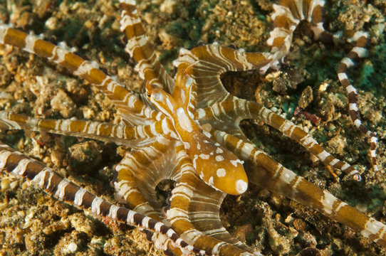 รูปภาพWunderpus – เลือกดูภาพถ่ายสต็อก เวกเตอร์ และวิดีโอ311 | Adobe Stock