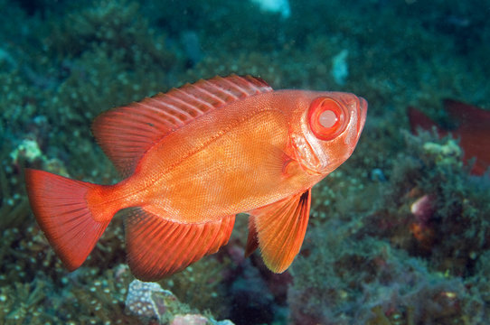 Imagens de Priacanthus – Explore Fotografias do Stock, Vetores e Vídeos ...