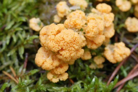 Aethalium Images – Browse 51 Stock Photos, Vectors, and Video | Adobe Stock